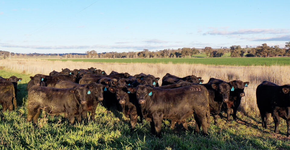 Ultrablack Cattle Genetics | Milwillah Breeding Program