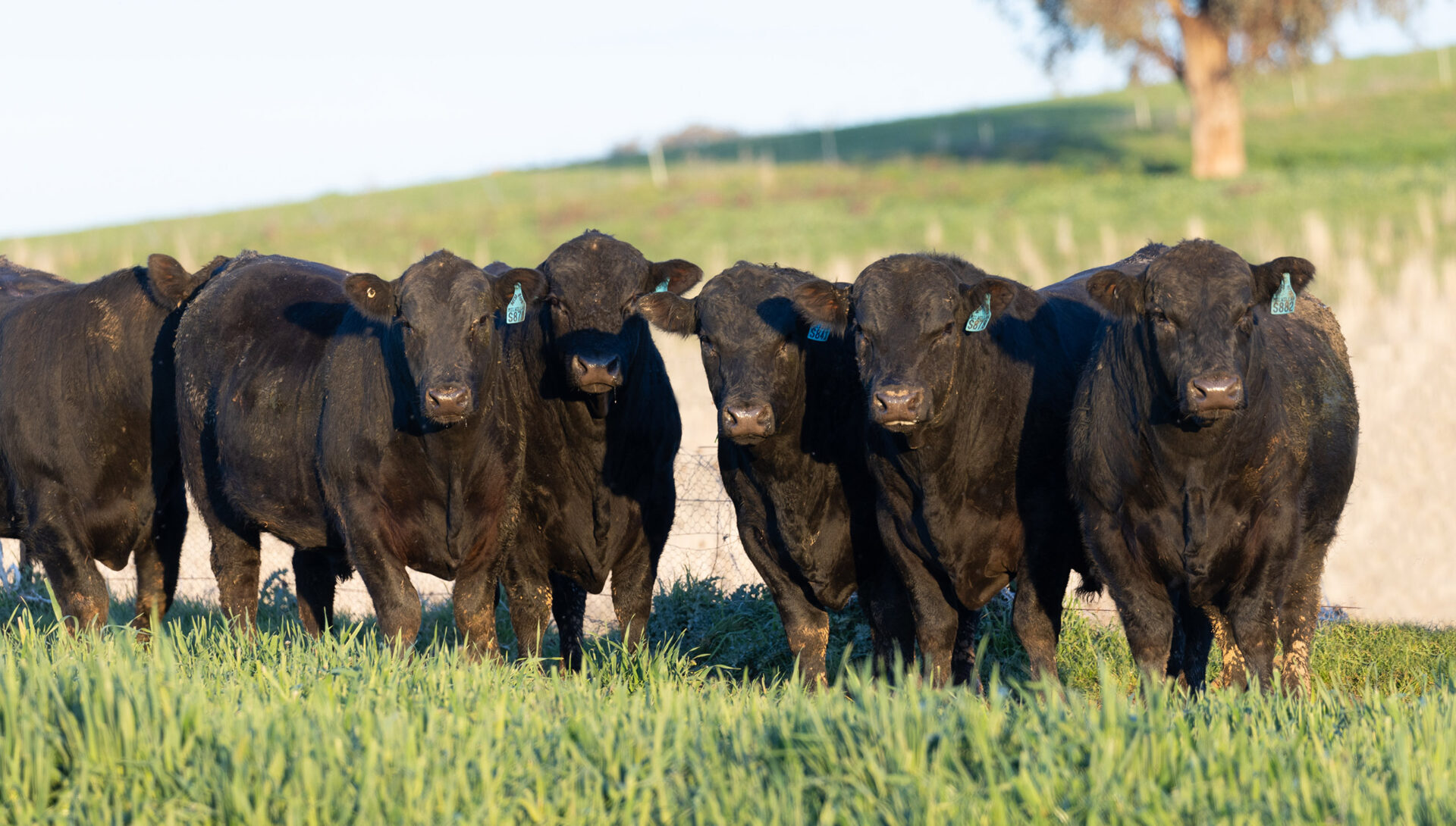 Premium Angus Cattle Genetics | Milwillah Breeding Program
