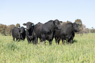 Ultrablack Cattle Genetics | Milwillah Breeding Program