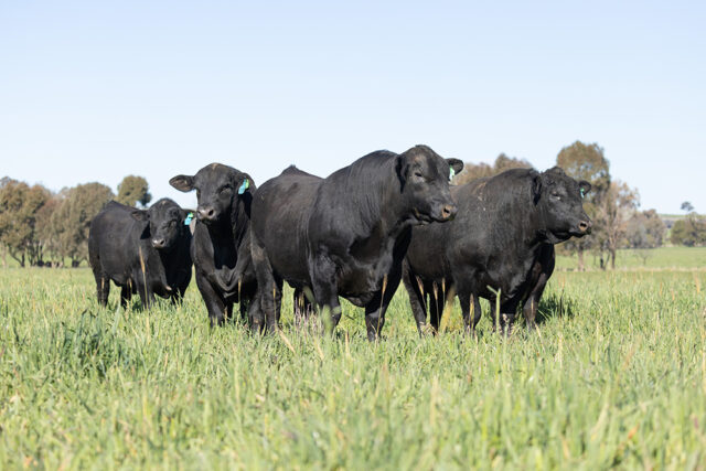 Ultrablack Cattle Genetics | Milwillah Breeding Program