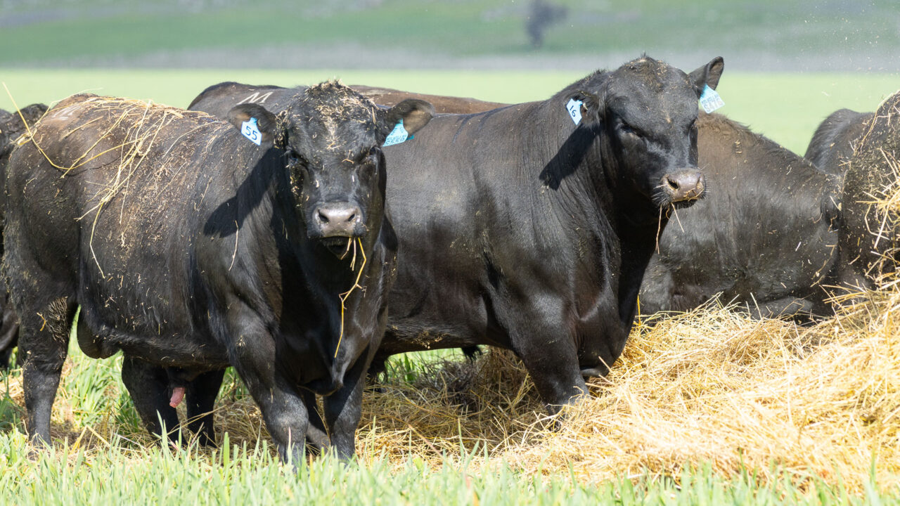 Premium Angus Cattle Genetics | Milwillah Breeding Program