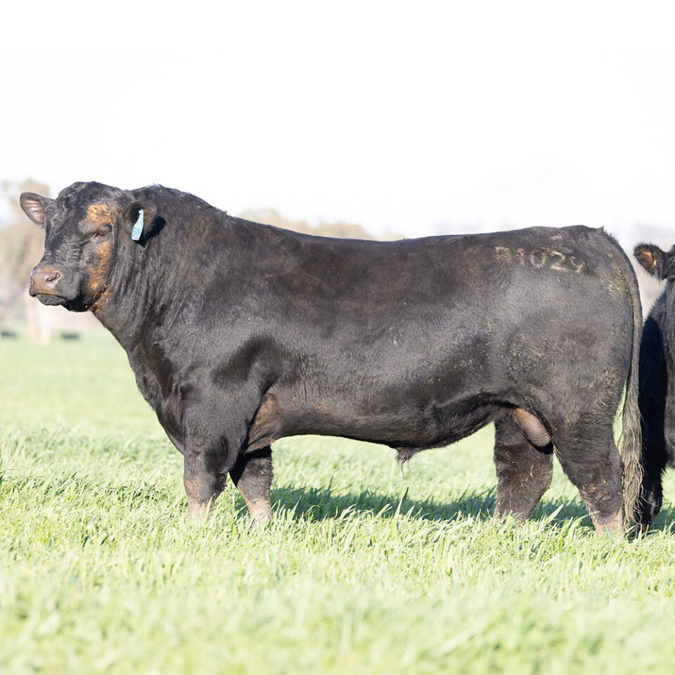 Premium Angus Cattle Genetics | Milwillah Breeding Program