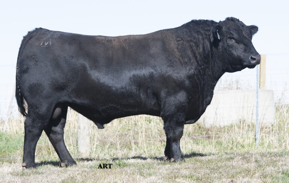 Premium Angus Cattle Genetics | Milwillah Breeding Program