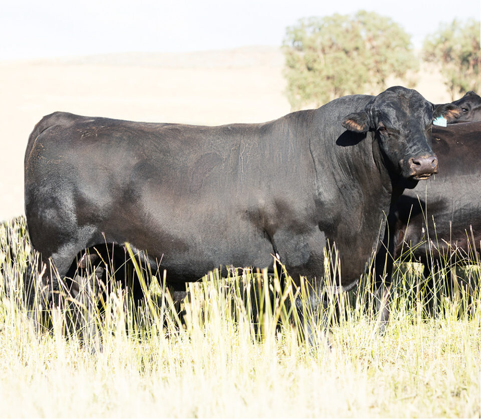 Premium Angus Cattle Genetics | Milwillah Breeding Program