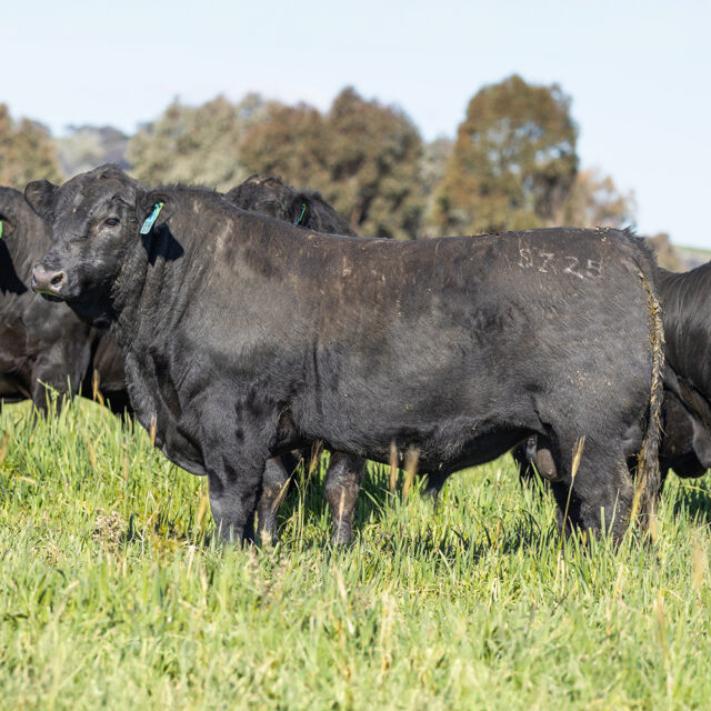 Ultrablack Cattle Genetics | Milwillah Breeding Program