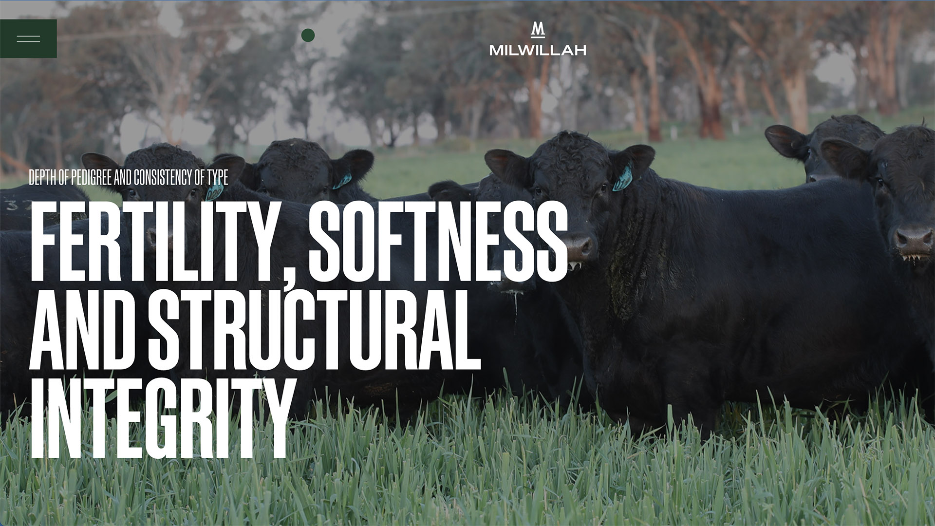 Premium Angus Cattle Genetics | Milwillah Breeding Program