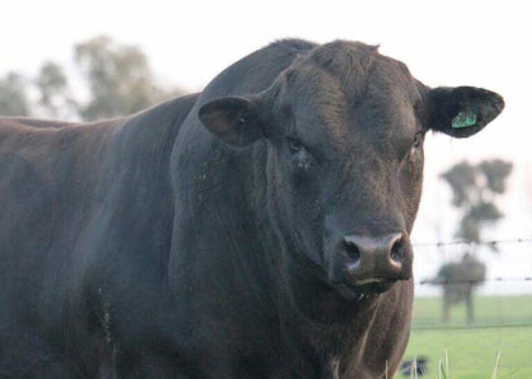 Ultrablack | Milwillah